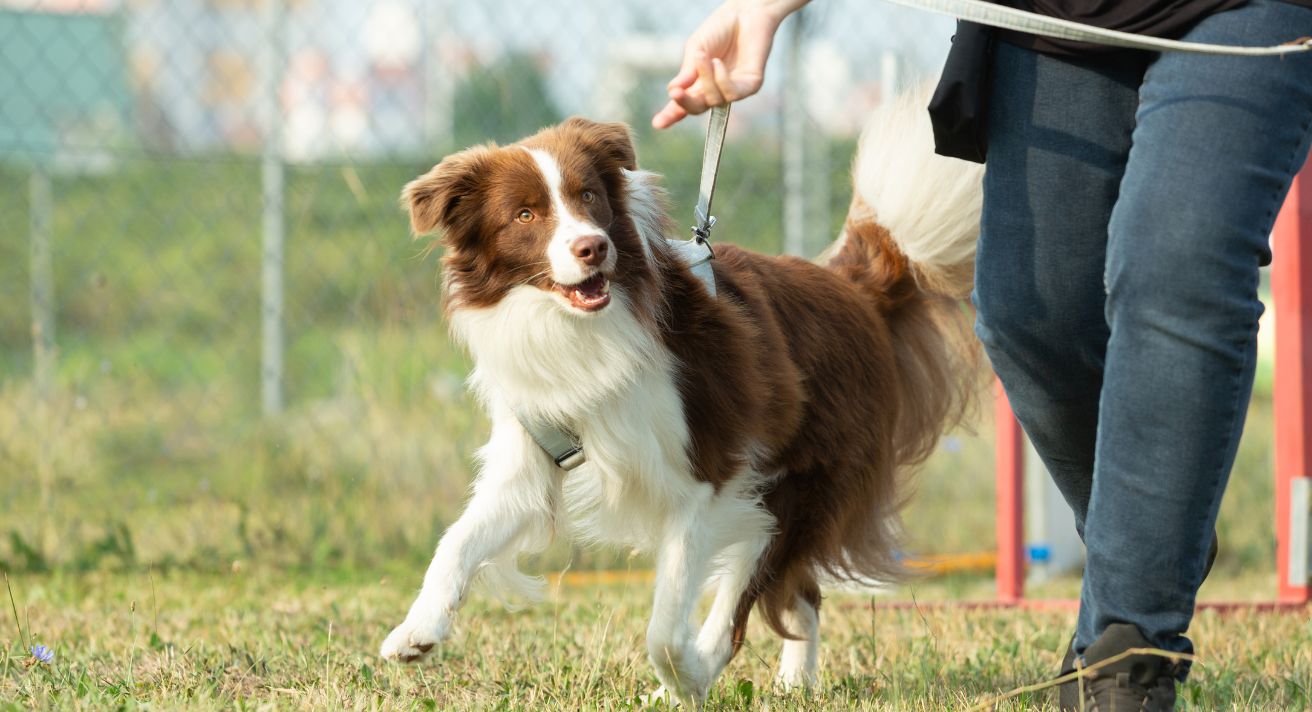 How to Use a Retractable Lead Safely