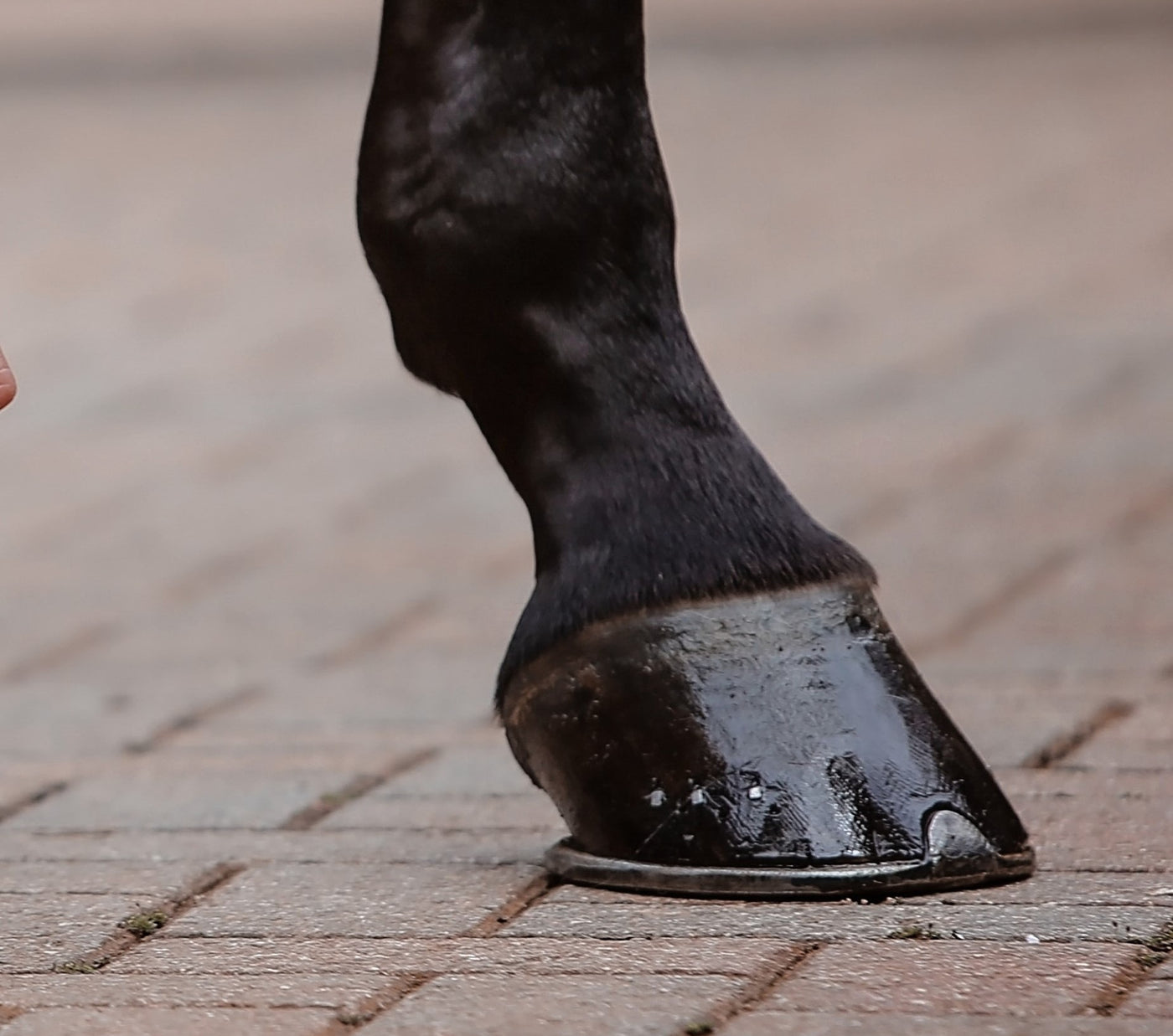 Red Mills Online Store | Country Fashion | Equestrian | Pet