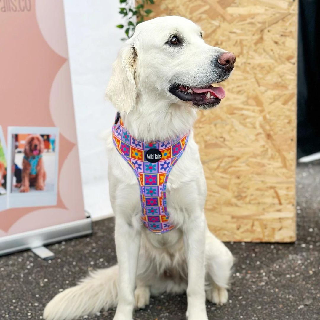 Wild Tails Flower Power Dog Harness