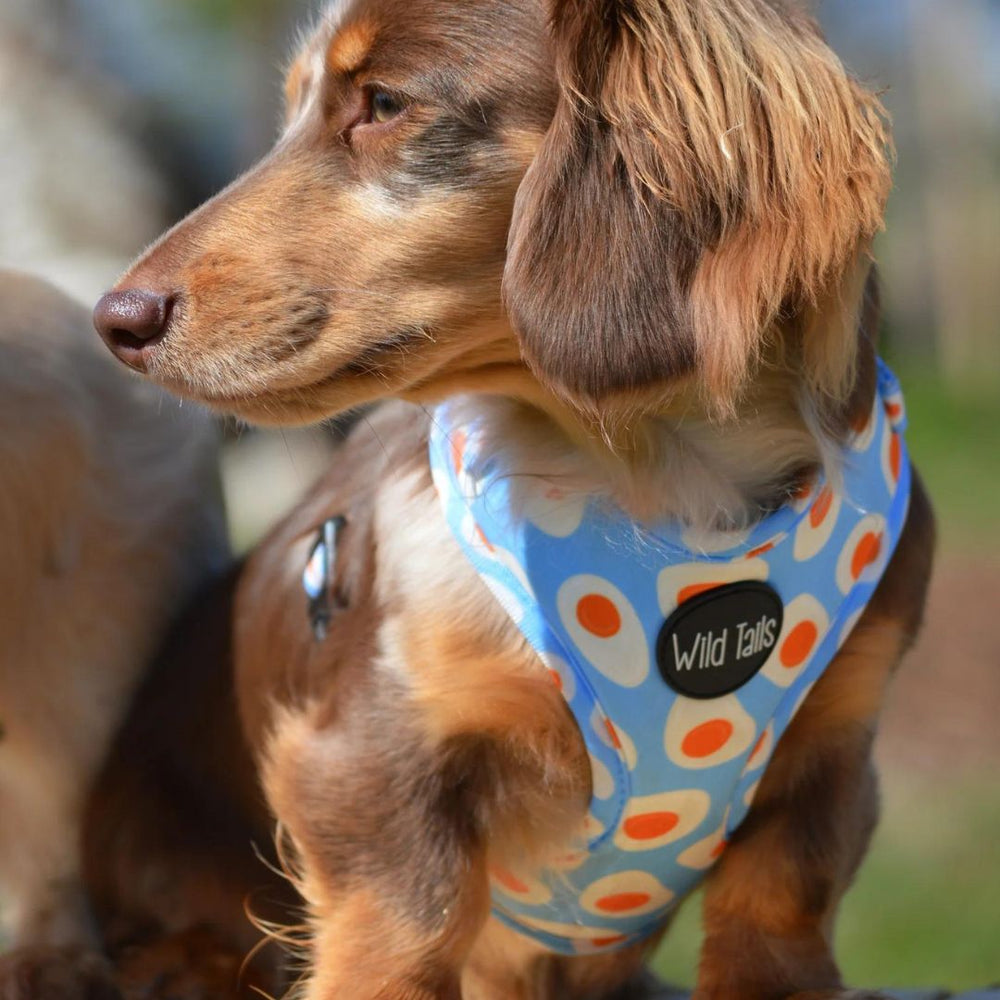 Wild Tails Brunch Bae Dog Harness