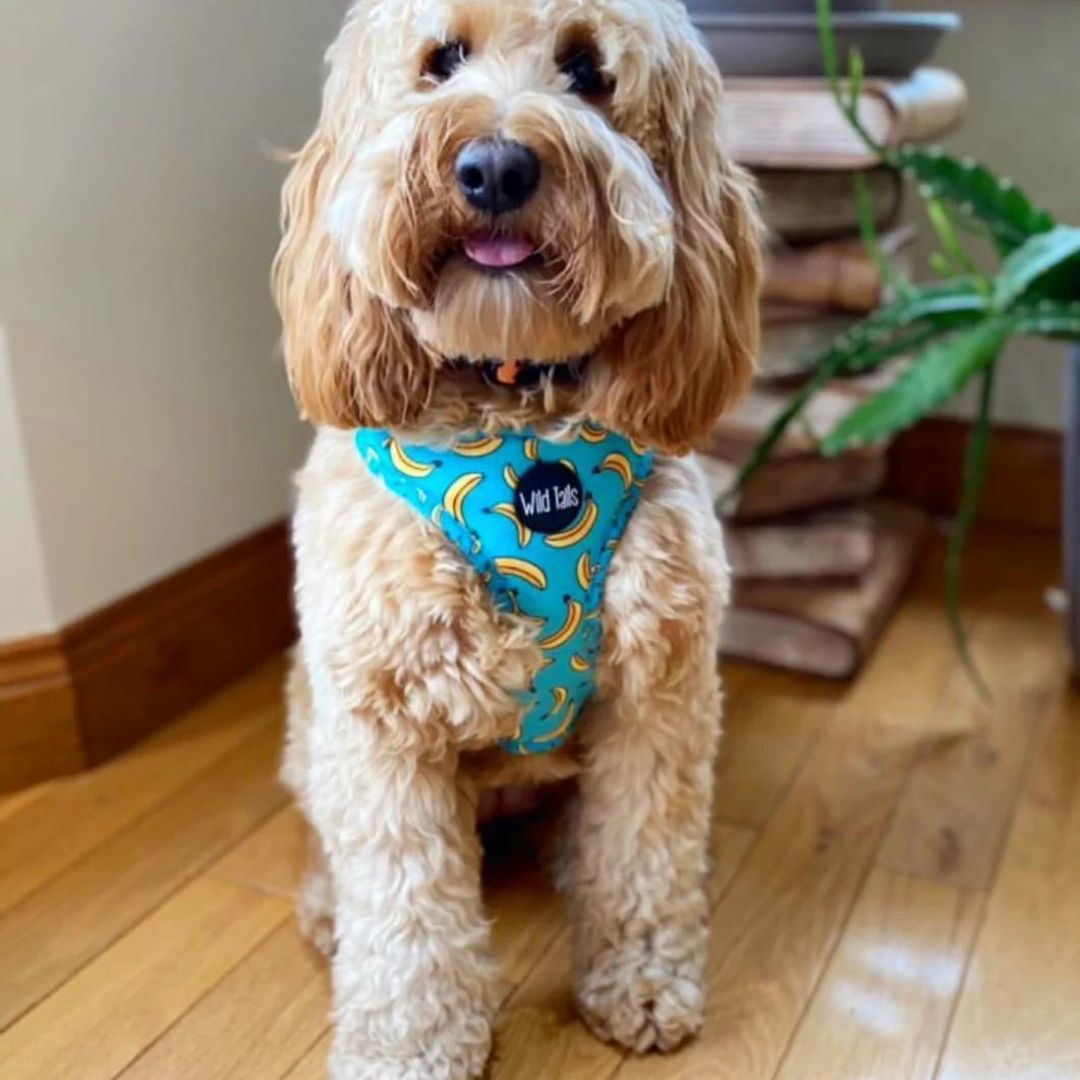Wild Tails Go Bananas Dog Harness